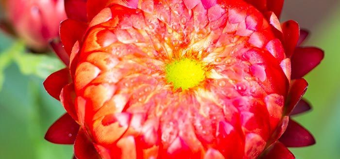 The Top Benefits of Helichrysum Essential Oil - Healthy Focus