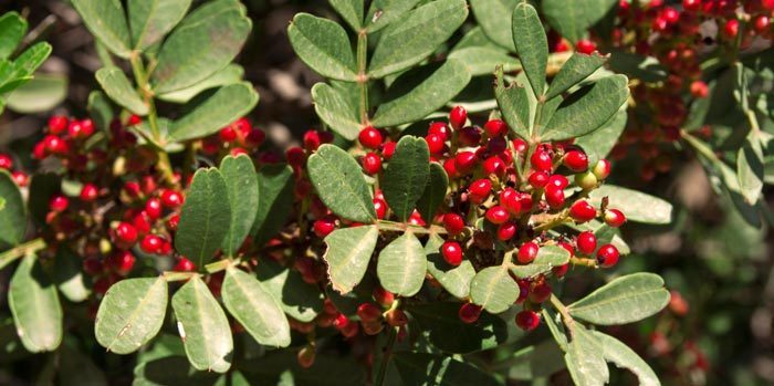 Natural Treatment for H Pylori - Healthy Focus