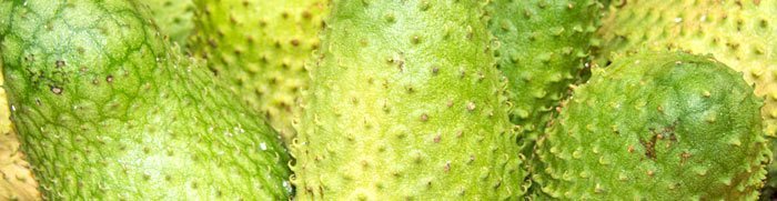 8 Proven Health Benefits of Graviola - Healthy Focus