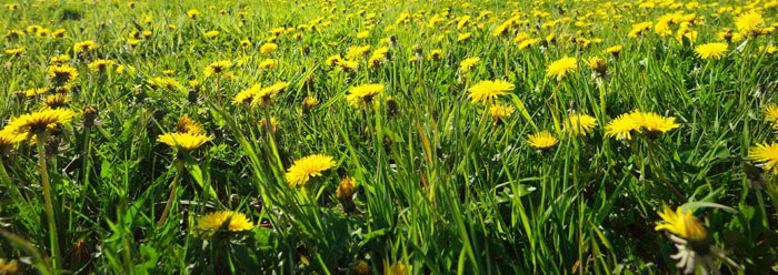 6 Health Benefits of Dandelion Leaves - Healthy Focus