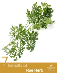 7 Benefits of Rue Herb - Healthy Focus