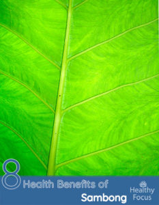 8 Health Benefits of Sambong - Healthy Focus