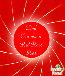 6 Promising Red Root Herb Benefits - Healthy Focus