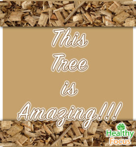 Top 8 Catuaba Benefits - Healthy Focus