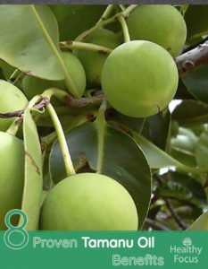 8 Proven Tamanu Oil Benefits - Healthy Focus