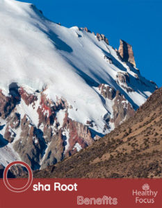 Osha Root Benefits - Healthy Focus