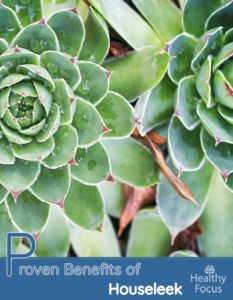 Proven Benefits of Houseleek - Healthy Focus