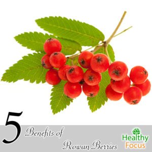 5 Benefits of Rowan Berries - Healthy Focus