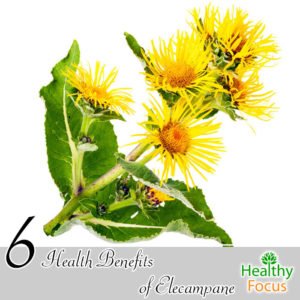 6 Health Benefits of Elecampane - Healthy Focus