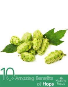 10 Amazing Benefits of Hops - Healthy Focus